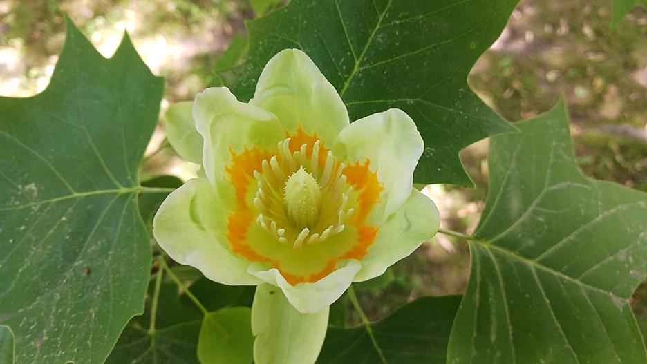 Native Trees of Maryland: The Tuliptree | University of Maryland Extension